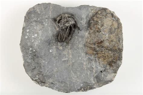Super Rare 85 Radiaspis Trilobite Issoumour Morocco 202702 For
