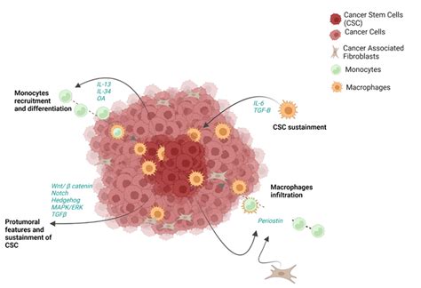 Cells Free Full Text Heterogeneity Of Cholangiocarcinoma Immune Biology