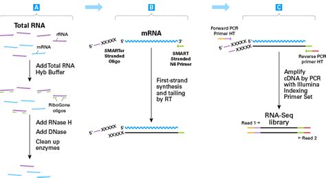 A Complete Solution For Generating Stranded Rna Seq Libraries From High Input Total Rna
