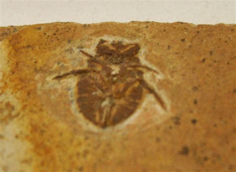 Louisville Fossils And Beyond Hemiptera Heteroptera Insect Fossil