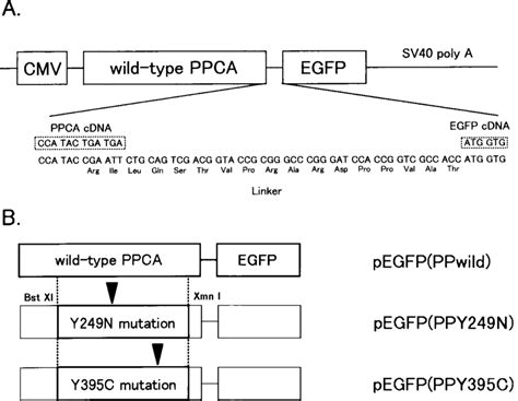 Construction Of Expression Plasmids And Structures Of Egfp Fusion Download Scientific Diagram