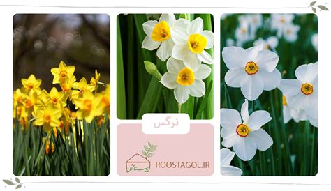 گل نرگس روستاگل