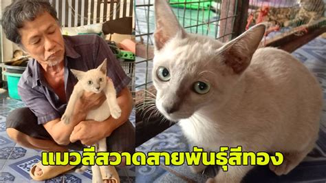 ทาสแมวฮือฮา โคราชค้นพบแมวสีสวาดสายพันธุ์สีทอง เตรียมขยายพันธุ์เพื่อการอนุรักษ์