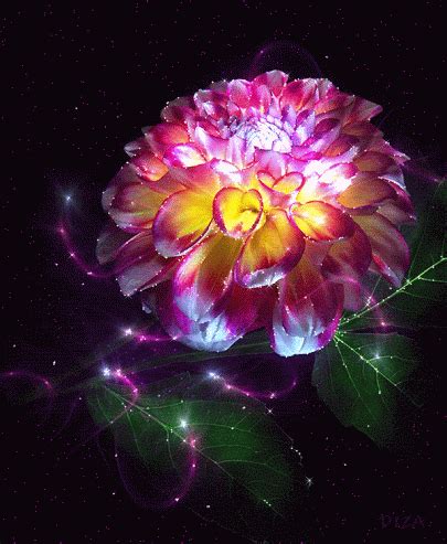 Flower Animation  Flower  Digimoviezek