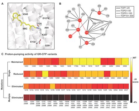 Coevolutionary Information Reveals Important Functional Residues In The