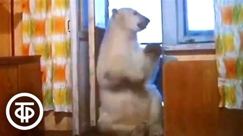 Белая медведица живущая с людьми 1975 Youtube