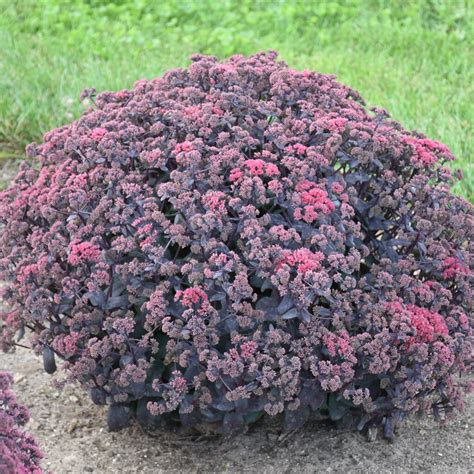 Rock 'N Grow® 'Midnight Velvet' - Stonecrop - Sedum hybrid | Proven Winners