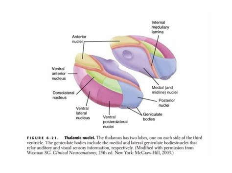 Deep Brain Structures Pdf