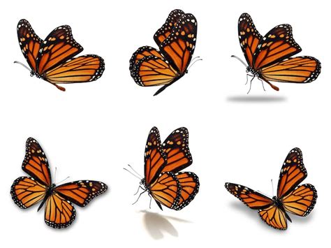 Learn How To Draw A Monarch Butterfly In Five Easy Steps Monarch Butterfly Tattoo Butterfly