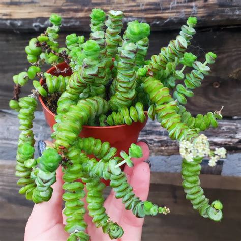 Сукуленти 🌱 Кашпо 🪴 Каміння декоративне 🪨 Грунт для сукулентів Succulents Magic • Instagram
