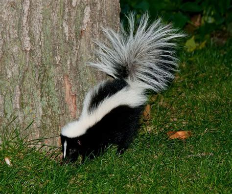 Do Skunks Eat Carrots At Mark Dunning Blog