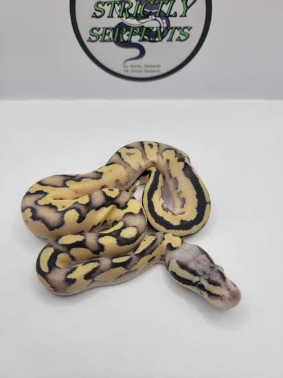 Firefly Yellow Belly Pos Od Ball Python By Strictlyserpents