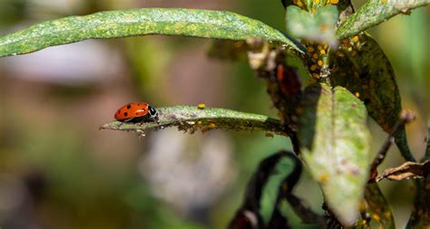 How To Get Rid Of Aphids Permanently In Ways