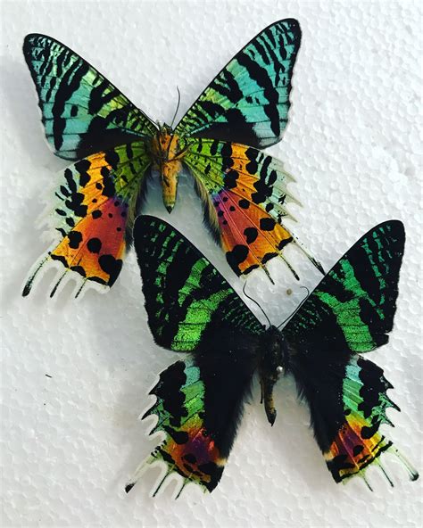 Madagascan Sunset Moth Butterfly Fairy Wings