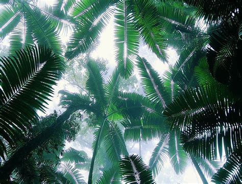Обои пальмы картинки на рабочий стол скачать