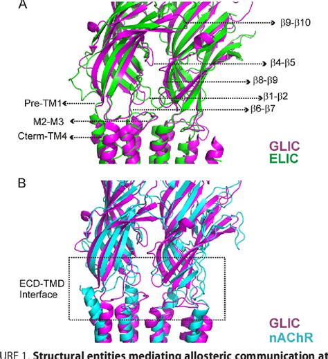 Figure 3 From Structural Basis For Allosteric Coupling At The Membrane Protein Interface In