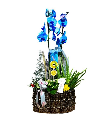 Deluxe Magic Blue Orkide | LilyanaFlowers
