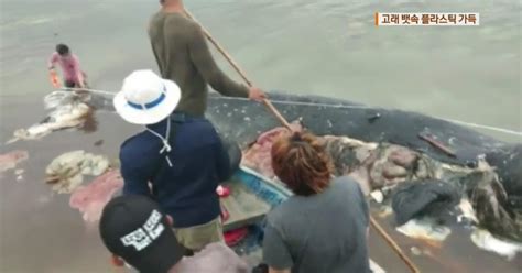 죽은 고래 뱃속에 쓰레기 더미플라스틱 컵만 115개