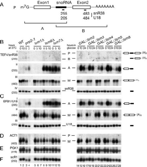 5 Ј Unprocessed Fragments Of Pre Mrnas Containing In Tronic Snornas Download Scientific