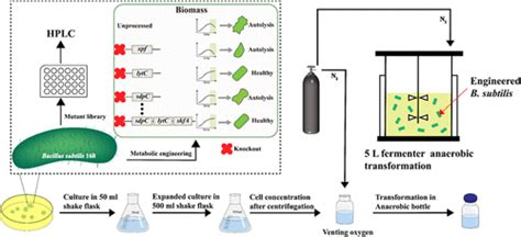 Efficient Whole Cell Biotransformation For α Arbutin Production Through The Engineering Of