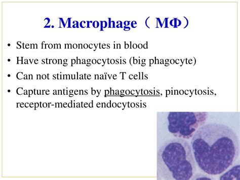 Ppt Chapter 11 Antigen Presenting Cells And Antigen Presenting