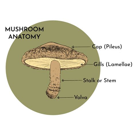 Parts Of A Mushroom