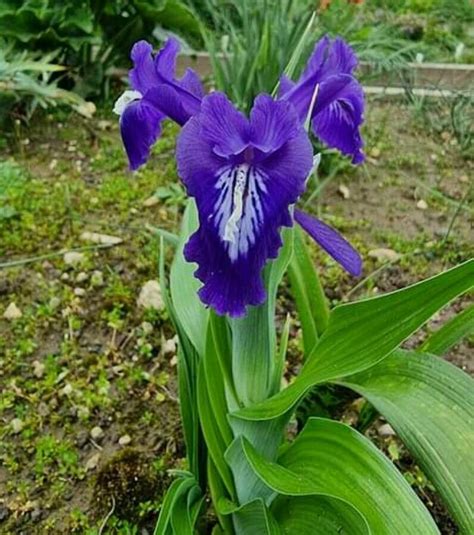Iris Aucheri Baker Sealy World Flora Pl Ntnet Identify
