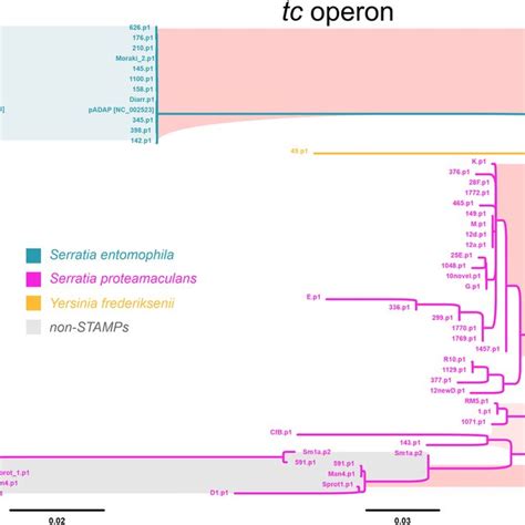 Phylogenetic Clustering Of The Sef Operon Left And The Corresponding