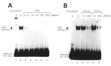 Figure 2 From Ectoderm Nuclei From Sea Urchin Embryos Contain A Spec