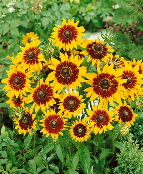 Gloriosa Daisy Seeds 6490 Osc Seeds