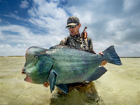 Fly Fishing Bumphead Parrotfish Alphonse Fishing Company