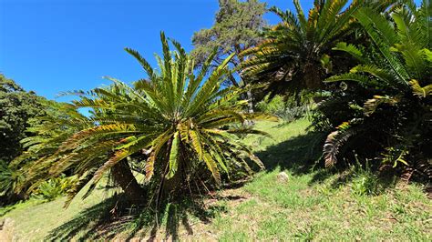 Южна Африка Живот между злато красива природа и престъпност Nova Bg