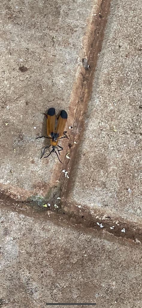 why do these two look different r insects