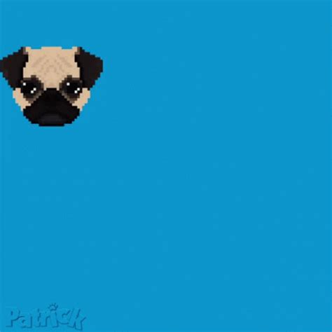Pugs Cute  Pugs Cute Discover And Share S