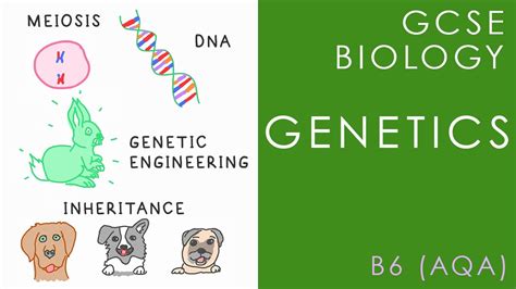 Understanding Genetics Variation And Inheritance In Gcse Biology
