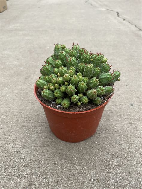 6″ Euphorbia Monstrose Ca Tri State Foliage