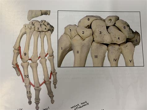 Left Human Wrist Dorsal Aspect Diagram Quizlet