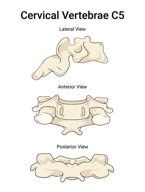 Premium Vector Cervical Vertebrae C5 An Overview Of Medical Science