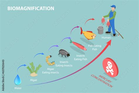 3d Isometric Flat Vector Conceptual Illustration Of Biomagnification