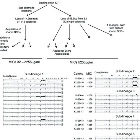 Genomic And Phenotypic Diversity Within The K 256 Evolution Population Download Scientific