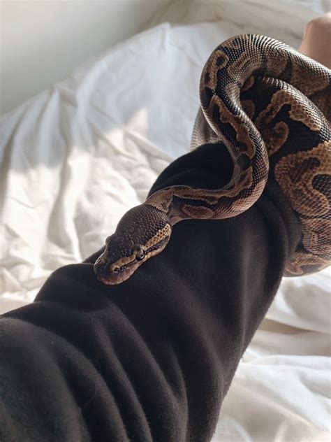 Jack the baby ball python – Artofit