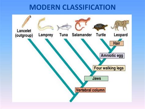 Classification Ppt Download