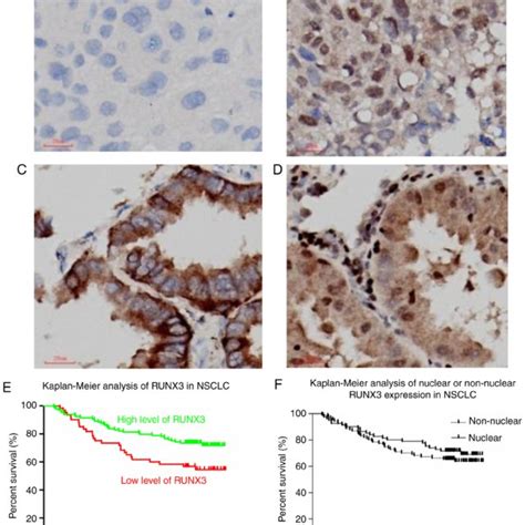 Different Localizations Of Runx3 Expression A Negative B Nucleus