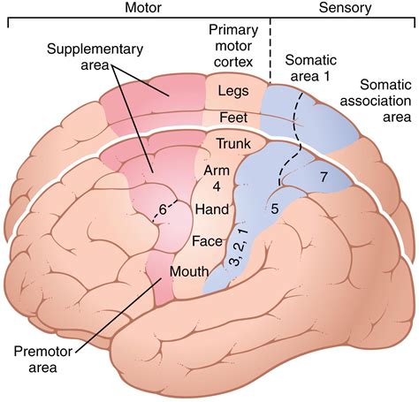 Cortical And Brain Stem Control Of Motor Function Clinical Tree
