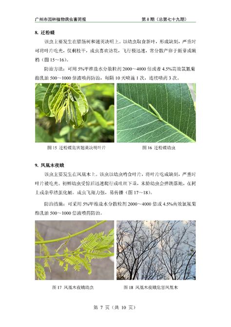 广州市园林植物病虫害监测简报（no 2022 08） 实用技术 广州市林业园林科技推广服务平台