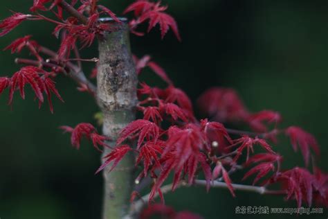 出猩猩红枫叶子变绿玉树叶子变白出锦大山谷图库