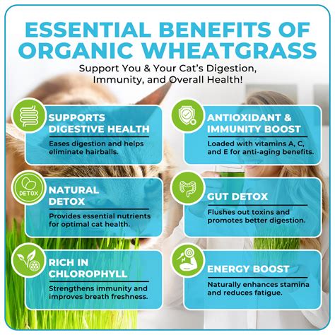 Gfouk™ Organic Wheatgrass Seeds Allybee