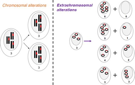 Extrachromosomal Oncogene Amplification In Tumor Pathogenesis And Evolution Pmc