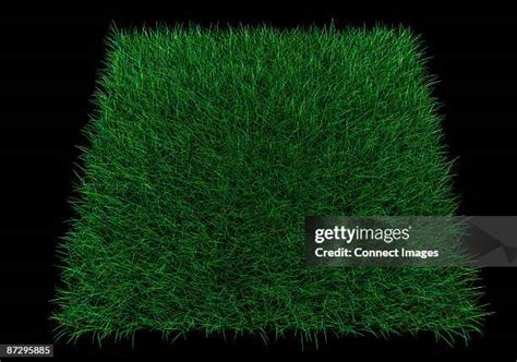 Grass Patch Photos And Premium High Res Pictures Getty Images