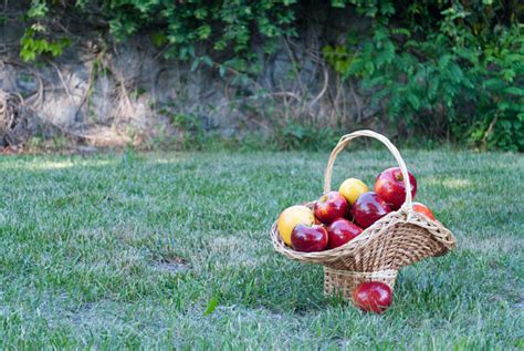녹색 잔디 노란 빨간 잘 익은 과일의 배경에 노란색 빨간색 사과와 포도의 짠 바구니 0명에 대한 스톡 사진 및 기타 이미지 0명 가득 찬 개념 Istock